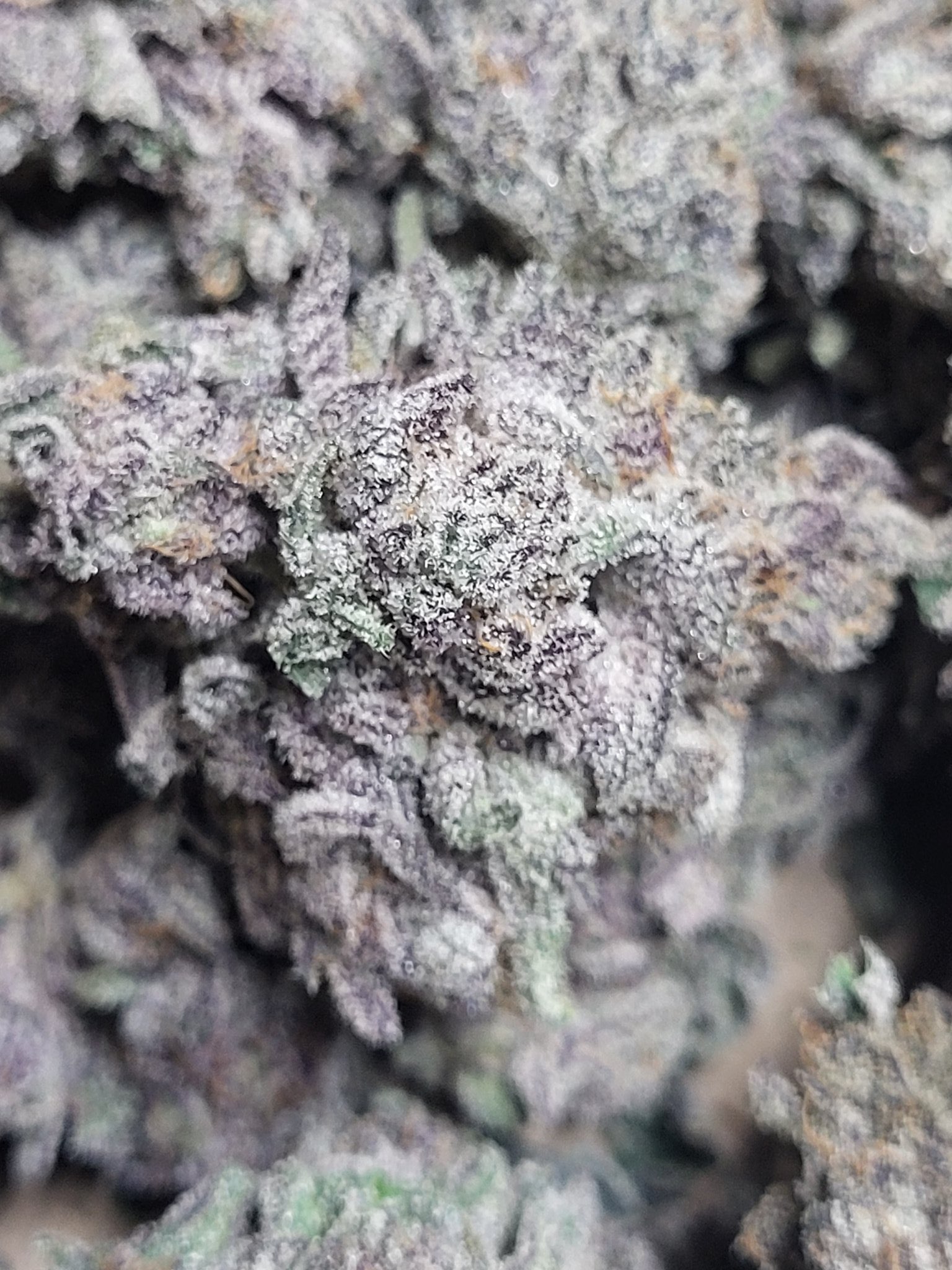 Alien Cake - Alien x Wedding Cake x Gelato - Monk Funk Genetics