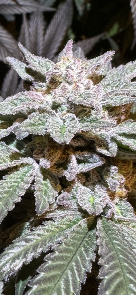 Monk Runtz - Monk Funk Genetics